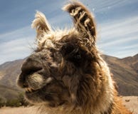 Smiling Llama Stock Photos, Images, & Pictures - 186 Images