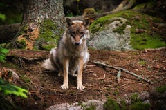 Lobo Asustado Stock Images - Download 112 Photos