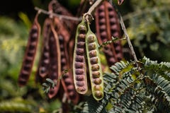 Black Locust Seeds Stock Photo - Image: 61282546