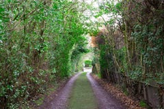 Overgrown pathway stock photo. Image of path, brick, spring - 6704778