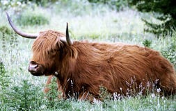 Free Animals pictures, photos & images - Royalty-Free and Public Domain ...