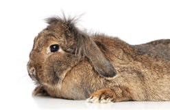 Lop-eared Rabbit Royalty Free Stock Photos - Image: 23389008