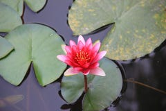 Stone Art Lotus Flower Stock Photos - 589 Images