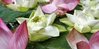 Flower Myanmar Stock Images - 1,566 Photos