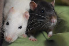 Two rats stock photo. Image of brown, pair, domestic, couple - 3551328