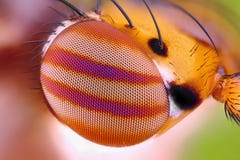 Magnified Fly Insect Stock Photo - Image: 1909750