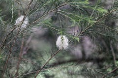 Flower of hakea laurina stock image. Image of bright - 40876471
