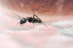 Ant side view stock photo. Image of fauna, entomology - 40692256