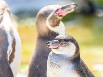 Penguins in South America stock photo. Image of abby - 17812182