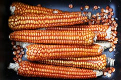 Mazorca De Maíz En Un Bulto De Granos Del Maíz. Imágenes de archivo ...