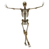 Smiling Skeleton stock illustration. Image of anatomy - 37347612