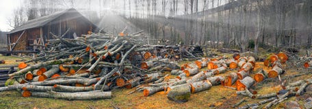 Malerisches Erlenholz stockfoto. Bild von frisch, hintergrund - 53279548