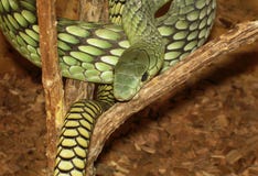 Yellow Snake Royalty Free Stock Photos - Image: 1427088