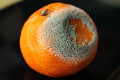 Mandarino, Frutta Organica Ammuffita Non Sana Mangiare Fotografia Stock ...