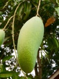 Mango Tree Royalty Free Stock Photo - Image: 9742865