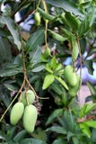Mango Tree Royalty Free Stock Photo - Image: 9742865