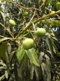 Mango Tree Royalty Free Stock Photo - Image: 9742865