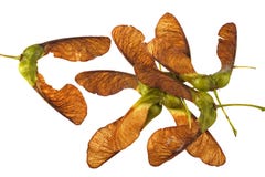 Brown Maple Seeds Royalty Free Stock Image - Image: 189976
