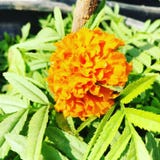 Marigold Flower Art At Rose Festival, Chandigarh Editorial Stock Image ...