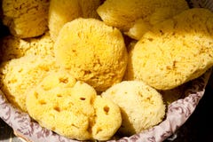 Yellow sea sponge texture stock image. Image of floor - 109382297
