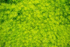 Marsh Texture Stock Images - Download 3,953 Photos