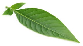 Adhatoda Vasica Or Medicinal Basak Leaves Stock Image - Image of ...