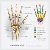 Handknochen-Anatomie Mit Detail Vektor Abbildung - Illustration von ...