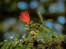 Wild Poppy Flowers On Summer Meadow. Floral Background Stock Image ...