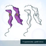 Electron Microscopy Of Trypanosoma Stock Photo 74432306 - Megapixl