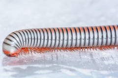 Top view of a millipede stock image. Image of arthropod - 10321825