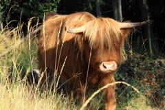 De Mini Schotse Hooglander Van Rassenkoeien Riep Ook De Hooglandkoe ...