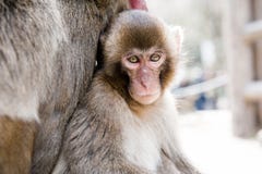 Monkey With Curly Tail Royalty Free Stock Photos - Image: 901748