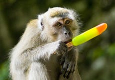 Funny Monkey With Ice Cream Stock Image - Image of eating, face: 36940691