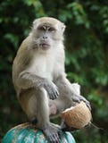 Cute Monkey Holding A Coconut In Batu Caves, Malaysia Stock Photo ...