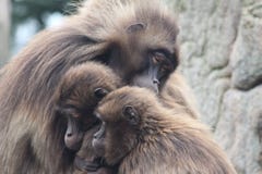 2 Monkeys Hugging Stock Photos, Images, & Pictures - 110 Images