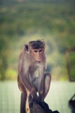 Monkey stock image. Image of primate, nature, simeon - 13069109