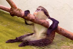 Mona Monkey stock photo. Image of nature, colorful, horizontal - 59564578