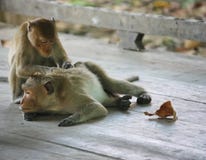 Family Of Monkeys Cleaning Each Other Stock Photo - Image of friendship ...