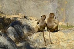 Monkeys Meeting Royalty Free Stock Photos - Image: 9764048