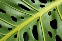 Monstera Stock Photos, Images, & Pictures - 1,133 Images
