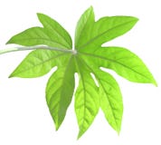 Monstera Stock Photos, Images, & Pictures - 1,133 Images