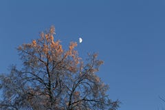 Moon over trees stock photo. Image of dreamy, contour - 6293016