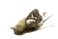 Oiseau Mort Image stock - Image: 13455191