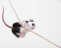 Little Mouse Climbing On The Rope Royalty Free Stock Image - Image ...