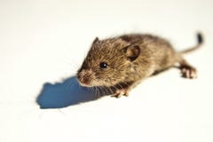 Mouse stock photo. Image of mice, brown, form, fluffy - 27477658