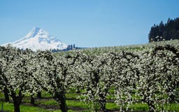 Mt Hood In Spring Stock Photography - Image: 2363202