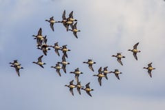 Migración de patos en el sur fotos de Stock - Registrate Gratis