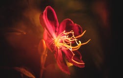 Mystical Flower Entrance Stock Image - Image: 2891791