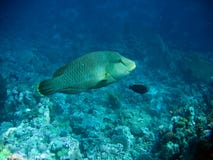 Coral Beauty Angelfish stock image. Image of exotic, aquarium - 9831473