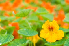 Nasturtium flowers stock image. Image of flowery, leaf - 23734433